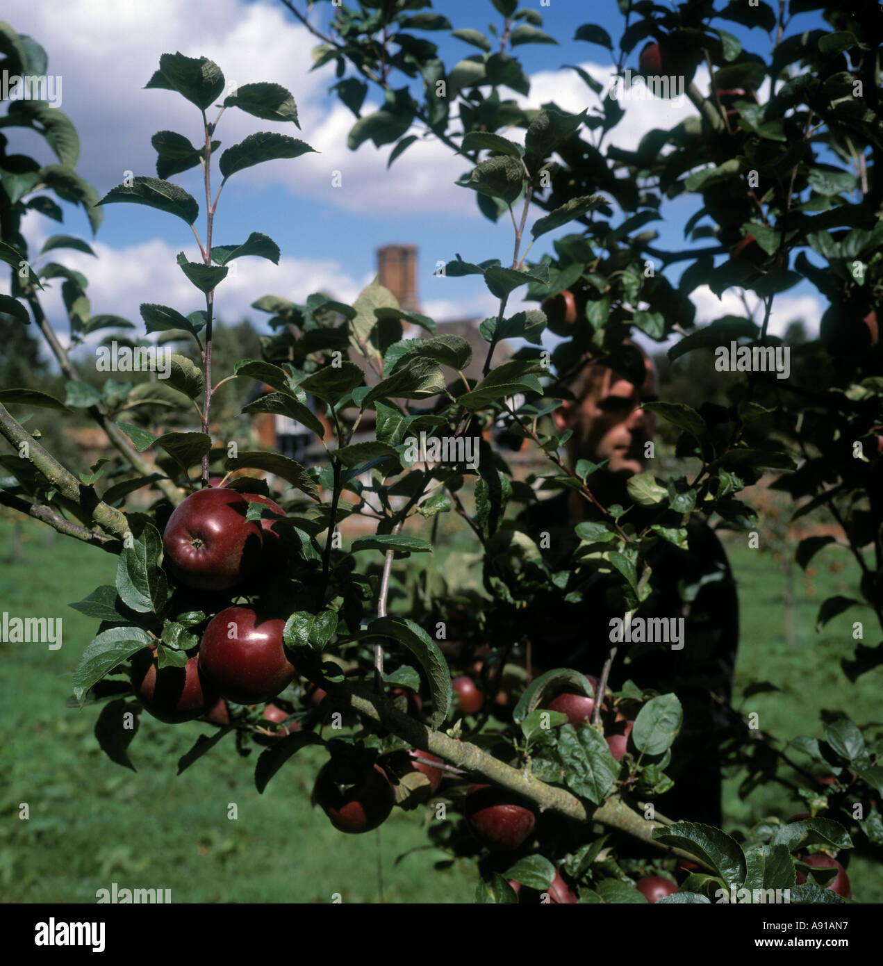 orchard of rare varieties apples Laverstock organic Farm in Wiltshire ...