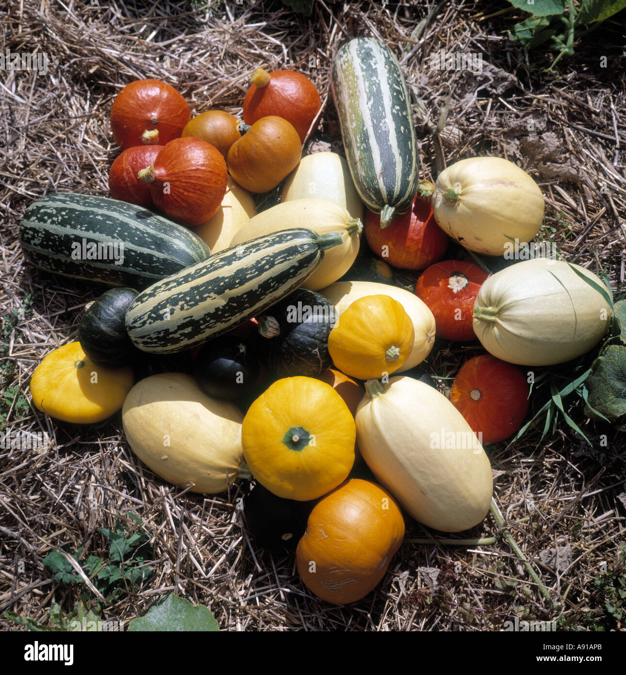 range of organic vegetables from box scheme from Laverstock organic ...