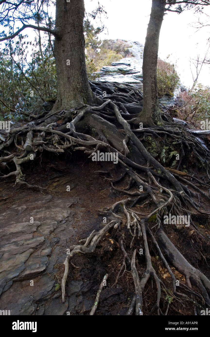 Rocks Roots Erosion at The Chimneys Great Smoky Mtns NP Stock Photo - Alamy