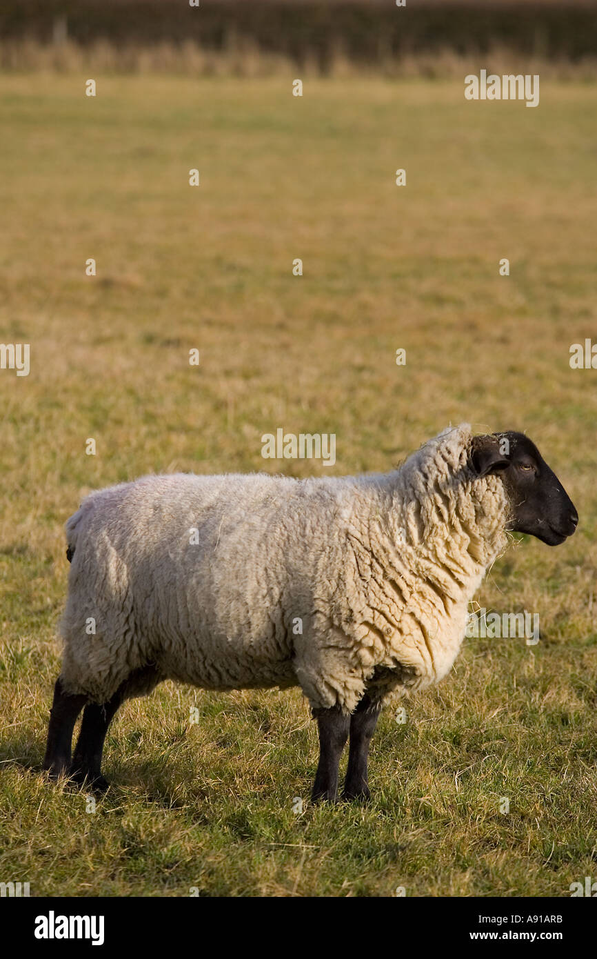 British milk sheep hi-res stock photography and images - Alamy