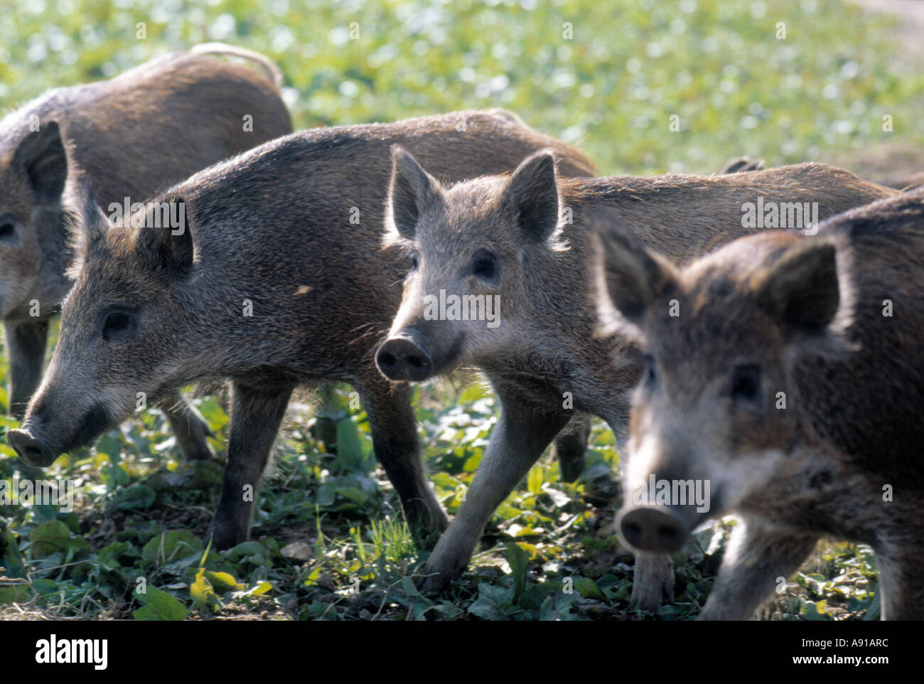 Laverstock hi-res stock photography and images - Alamy