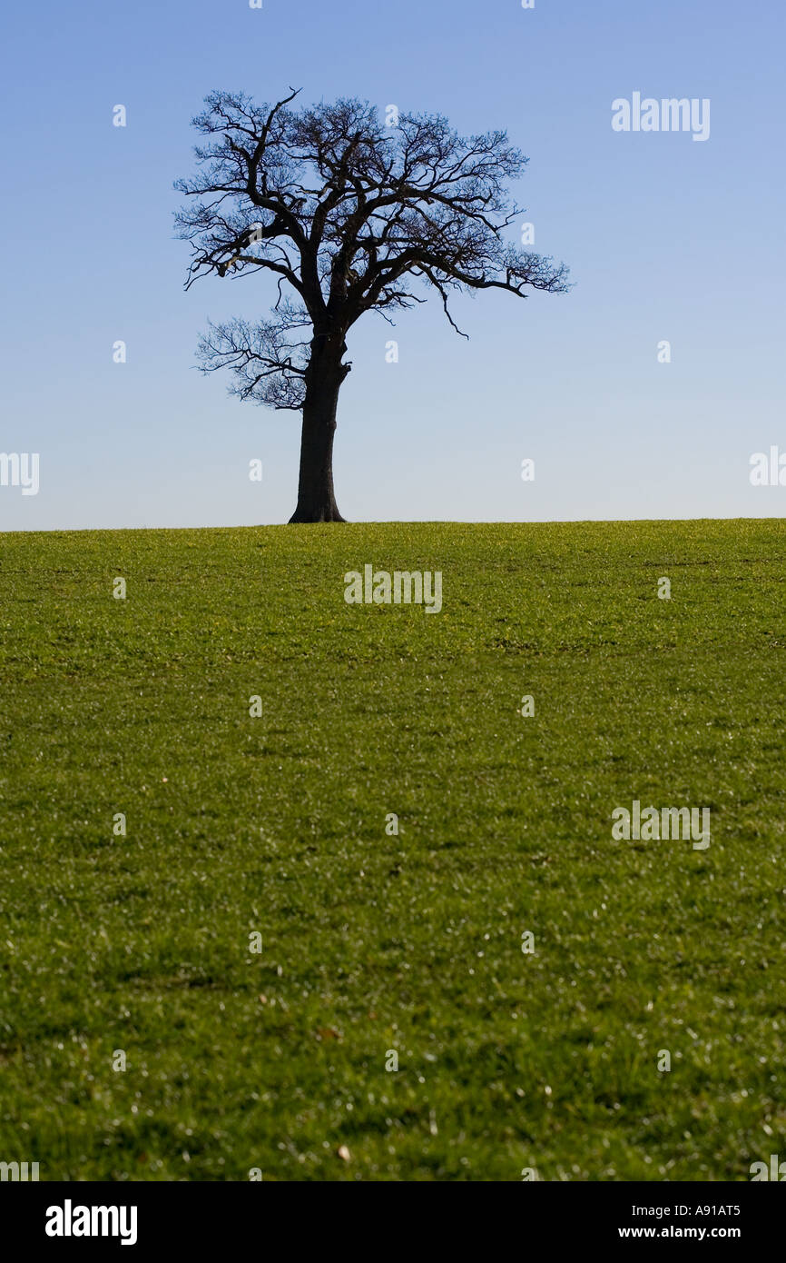 Family tree geneology hi-res stock photography and images - Alamy