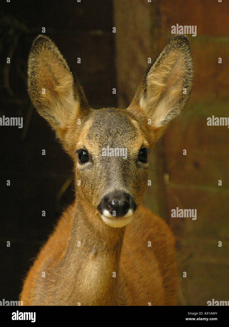 A portrait of a fawn looking at the camera Stock Photo - Alamy