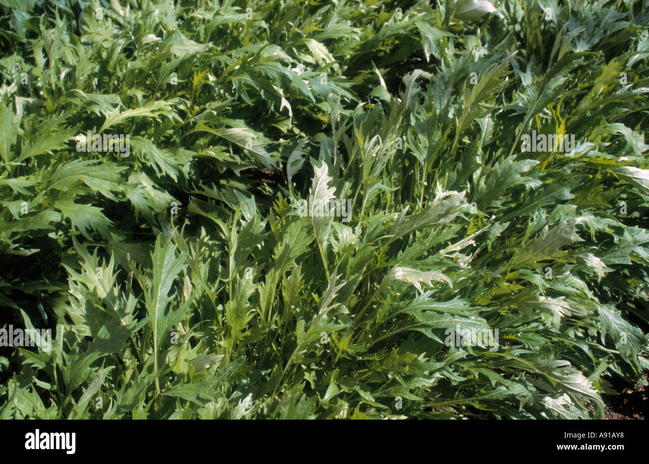 Laverstock hi-res stock photography and images - Alamy