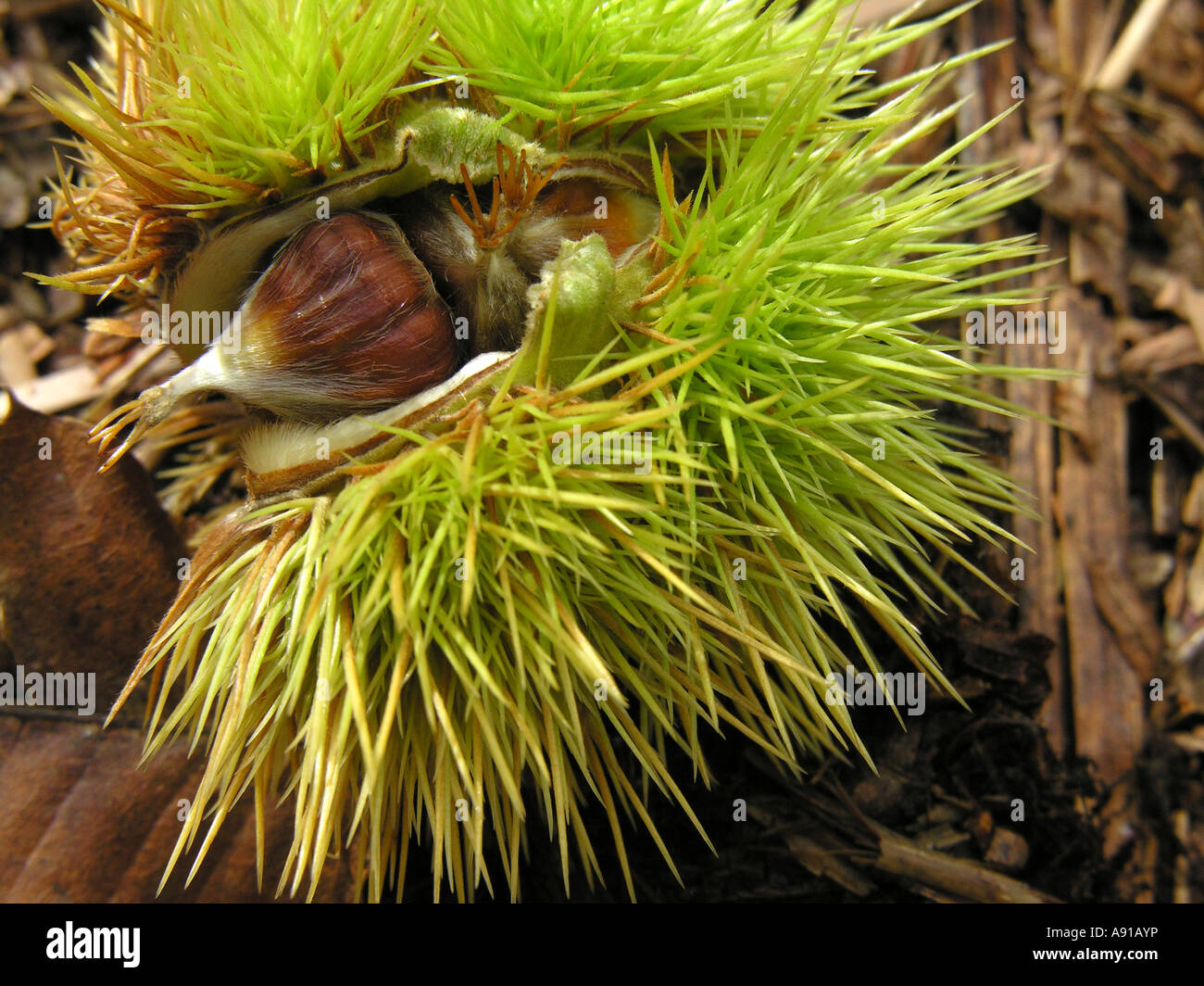 A conker on the ground still in its prickly case Stock Photo - Alamy