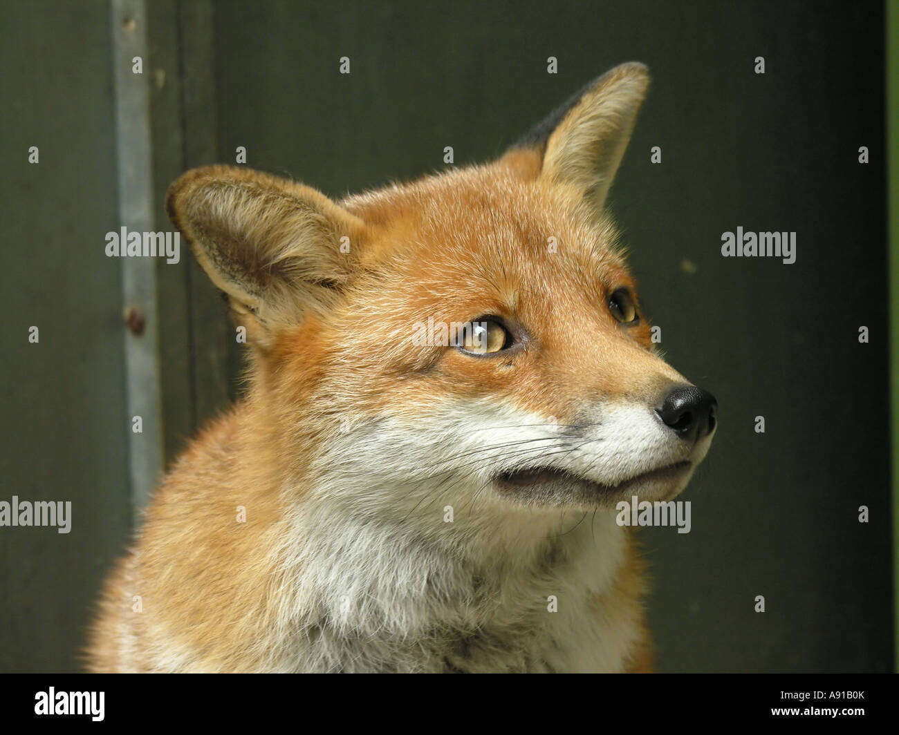 The face of a red fox Stock Photo - Alamy