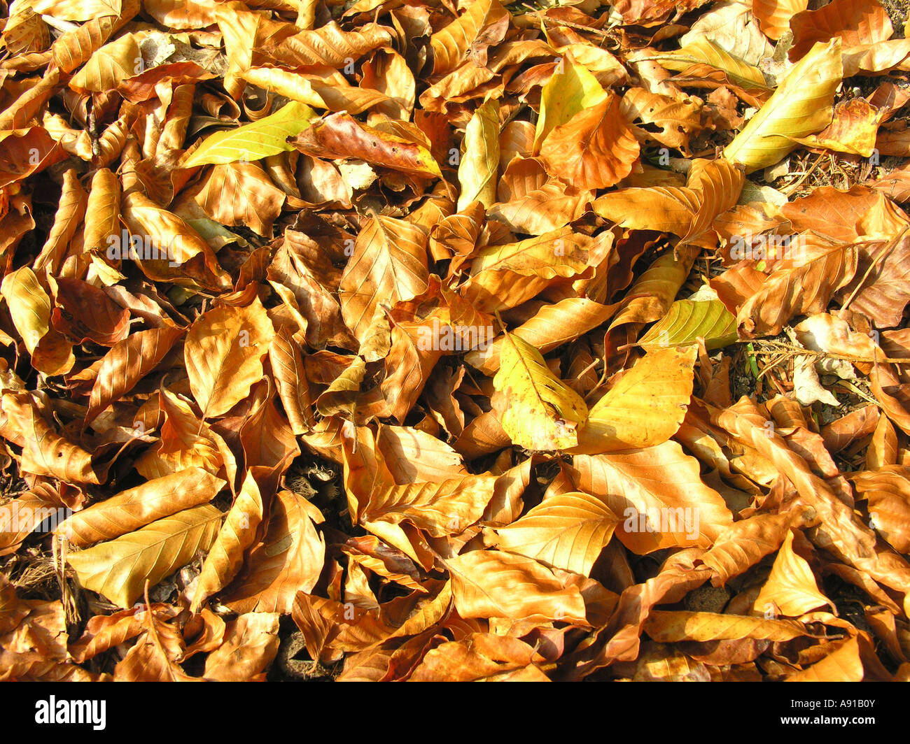 Curled leafs hi-res stock photography and images - Alamy