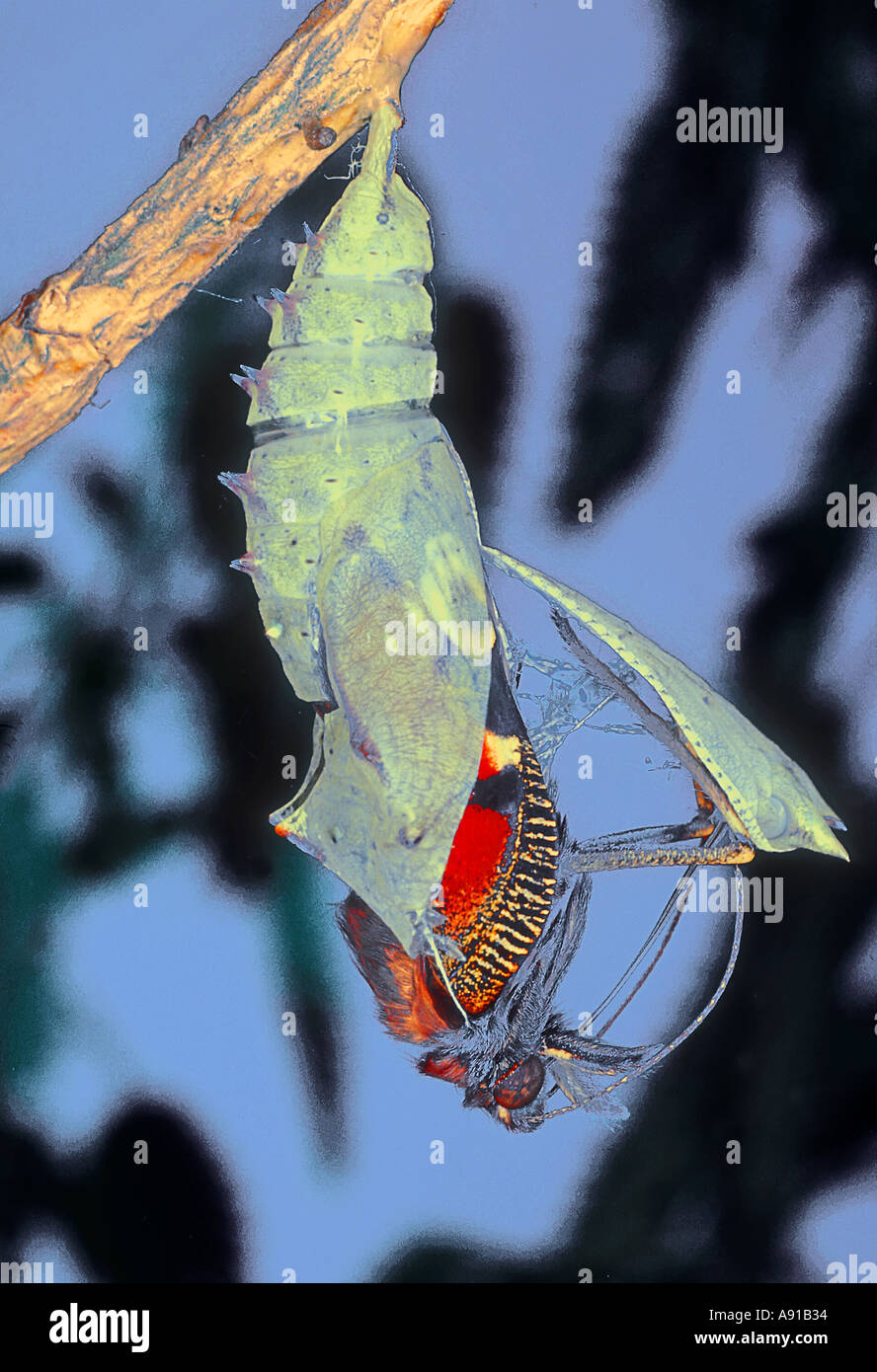Peacock Butterfly emerging hatching from its chrysalis Inachis Io Stock ...