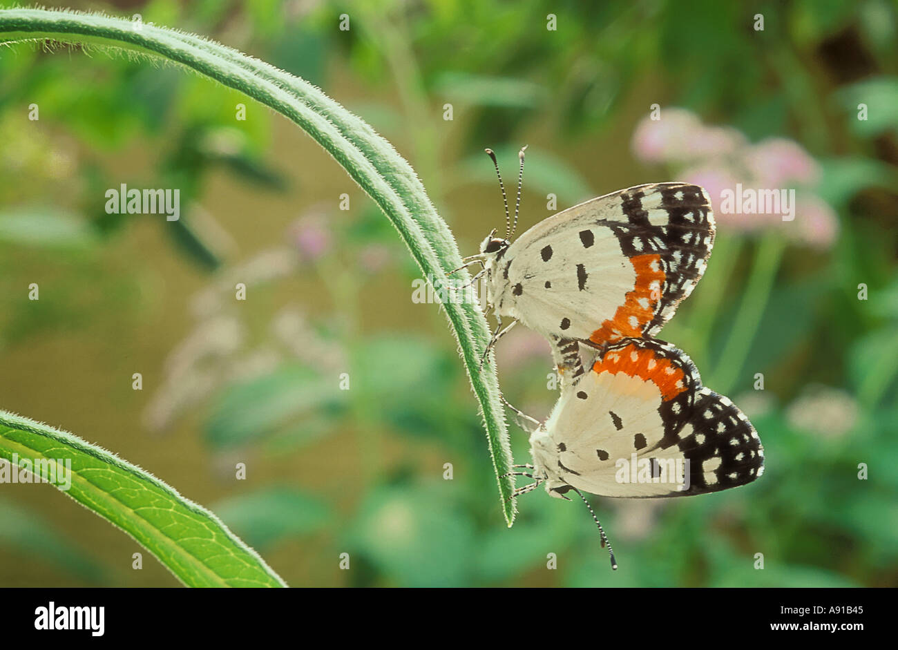 Red pierrot butterfly hi-res stock photography and images - Alamy