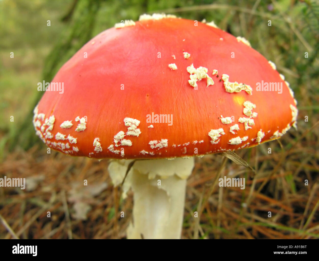 A toadstool in woodlands Stock Photo - Alamy