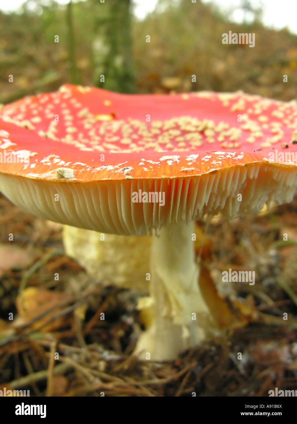 A tall toadstool in woodlands Stock Photo - Alamy