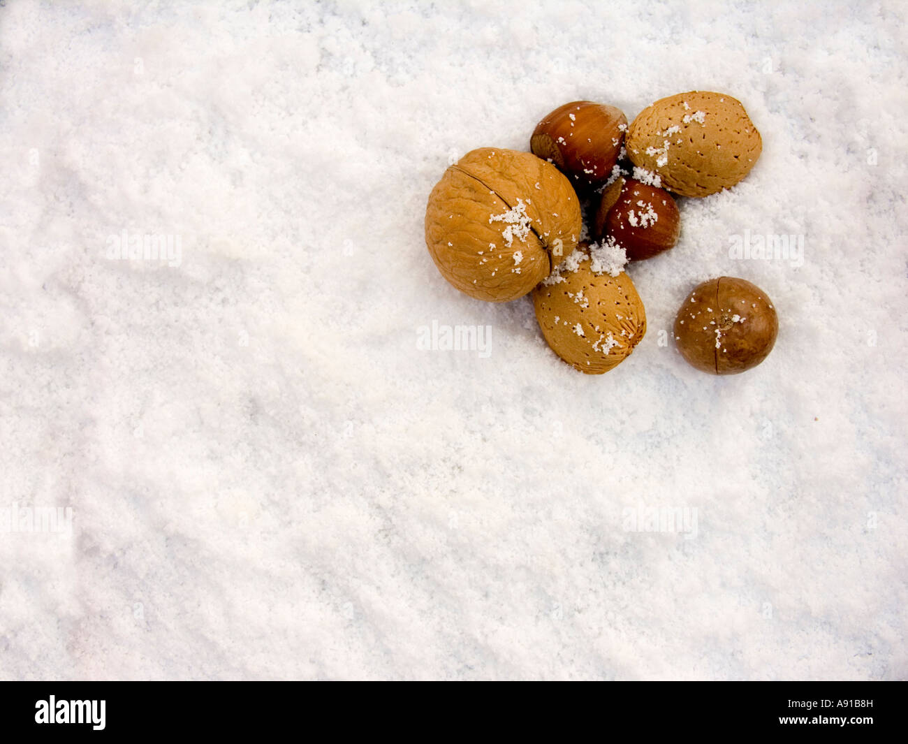 A handful of nuts in their shells in the snow Stock Photo - Alamy