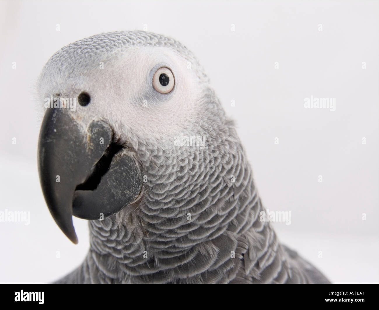 Parrot head and beak hi-res stock photography and images - Alamy