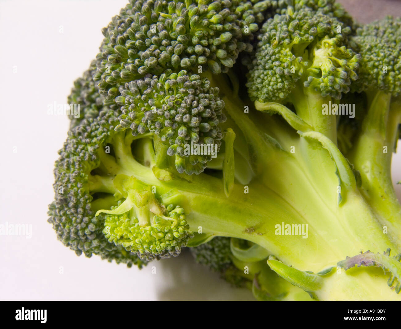 A close up of some broccoli Stock Photo - Alamy