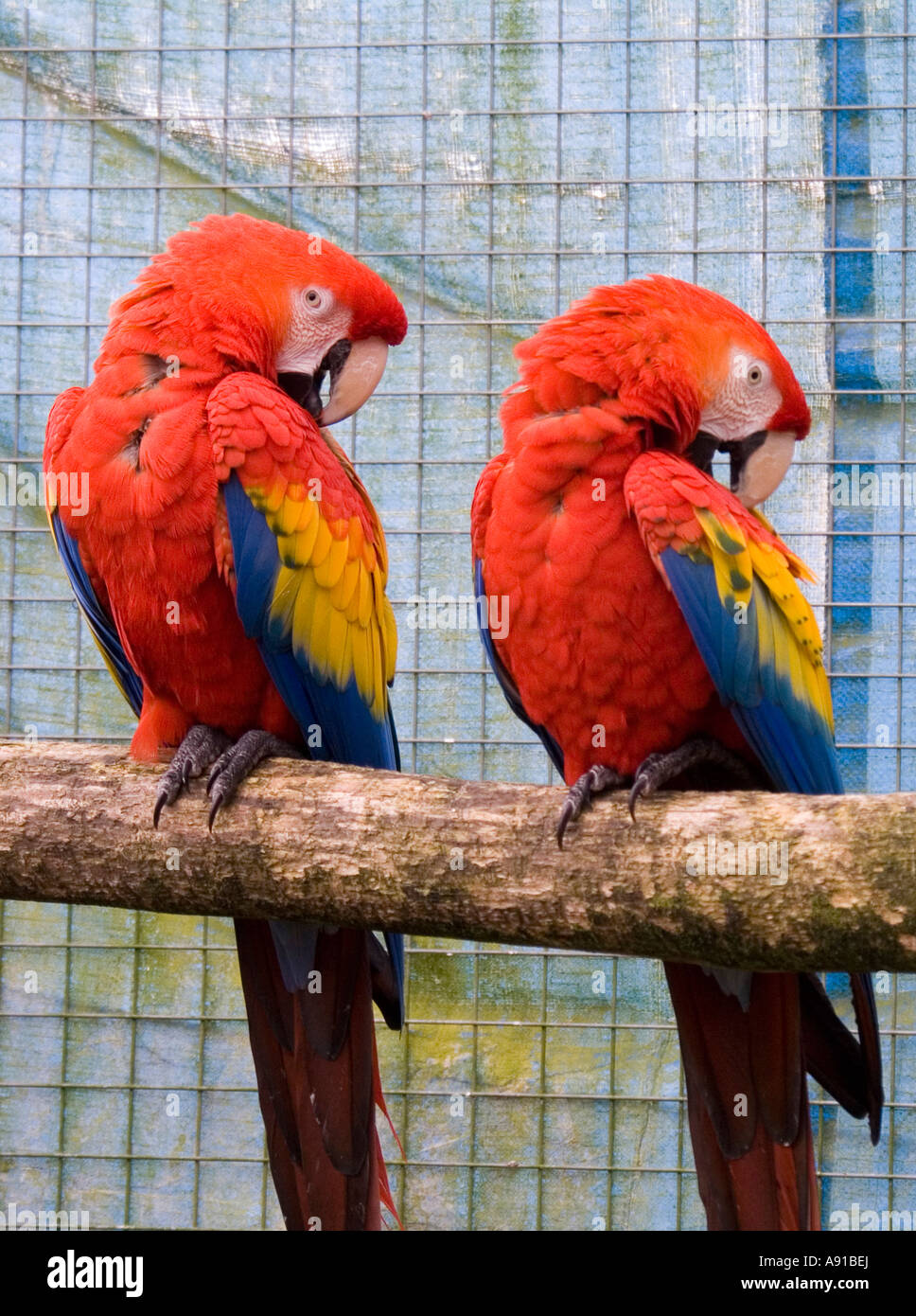 Two scarlet macaws preening in unison Stock Photo - Alamy