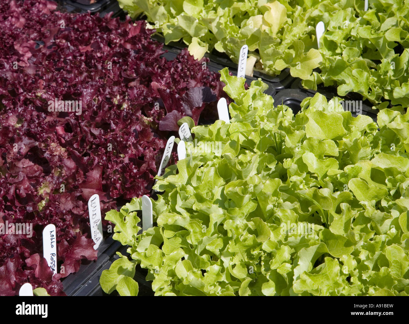 Young Lollo Rossa and Suzan lettuce varieties grown for sale at garden ...