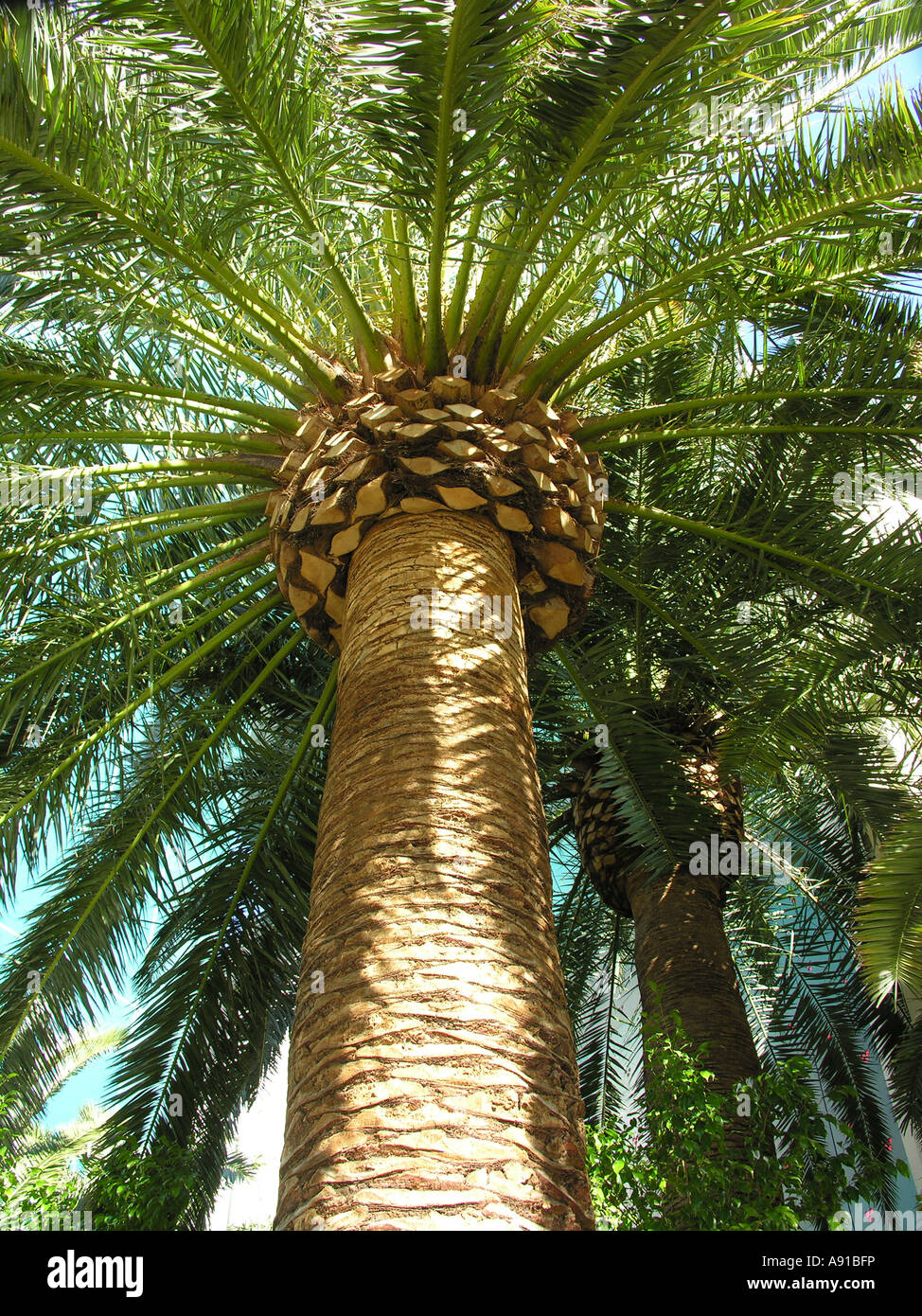 Looking up a palm tree Stock Photo - Alamy