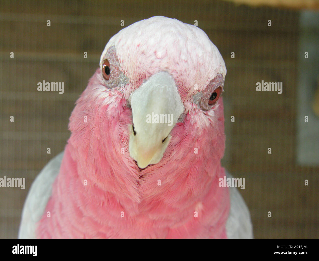 The head of a Galah looking straight at the camera. Otherwise known as ...