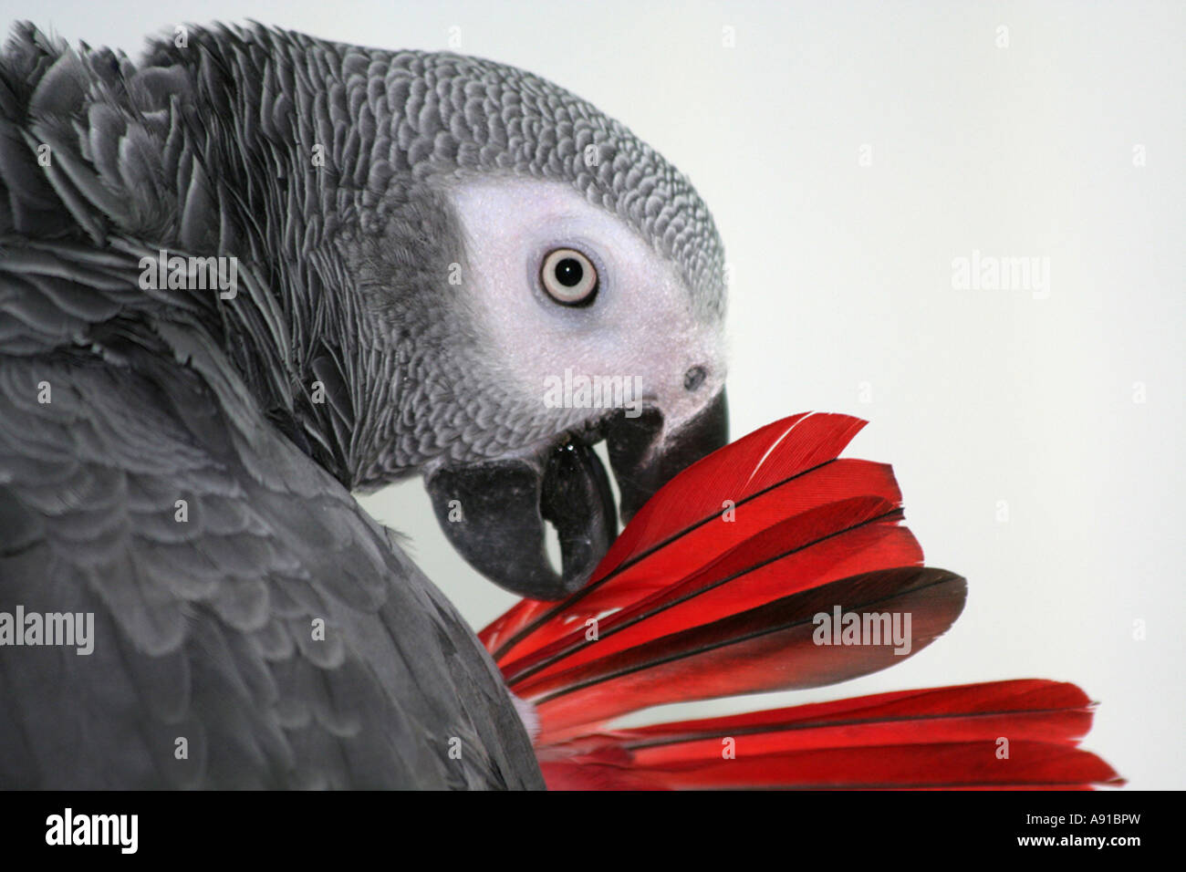 An African Grey parrot preening it s tail Stock Photo - Alamy