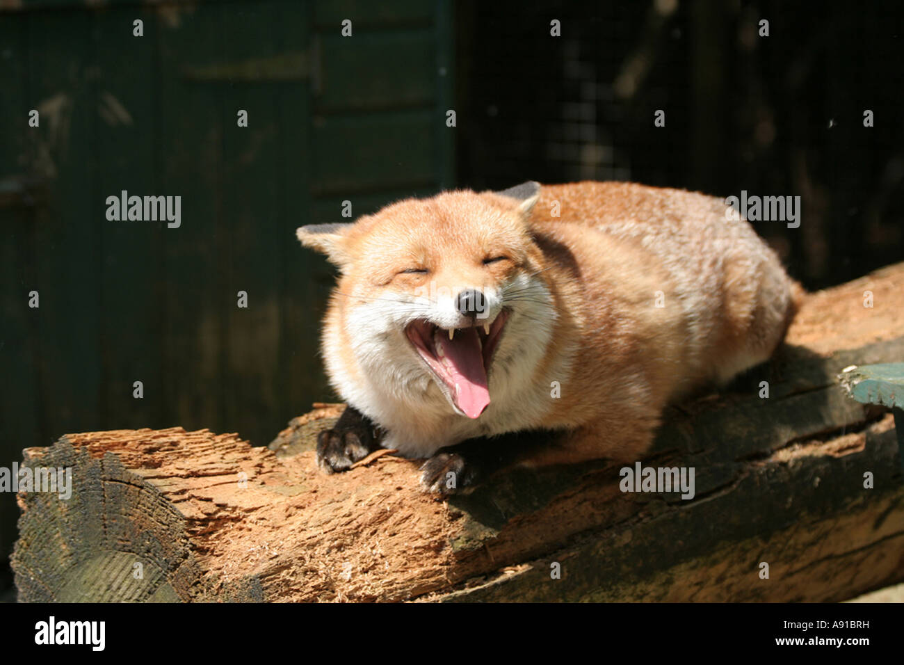 Cute red fox smiling hi-res stock photography and images - Alamy
