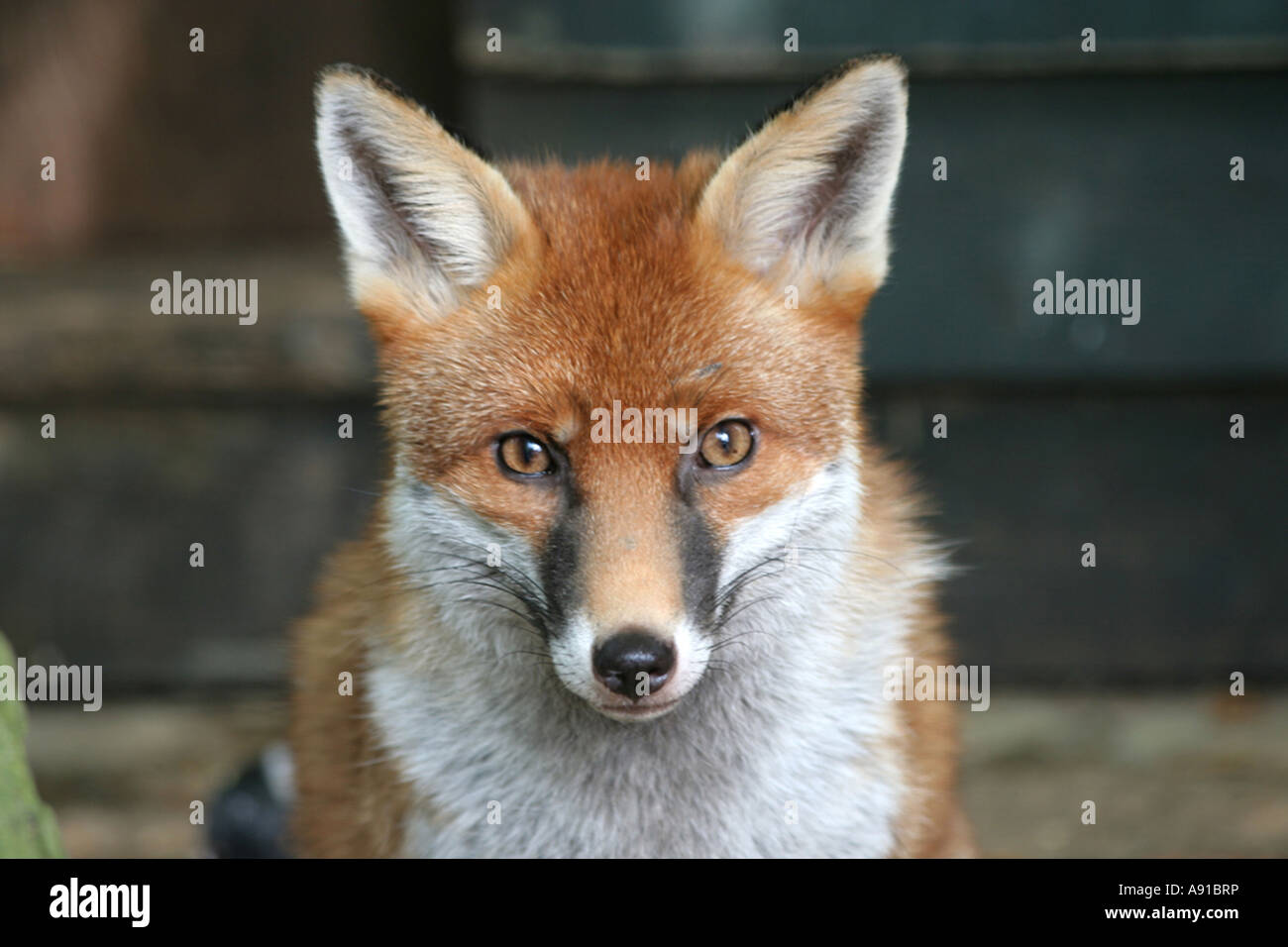 The face of a red fox looking at the camera. Considered a pest mammal ...