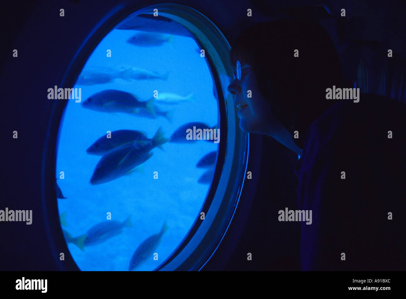 Underwater views from the submarine Atlantis Tours in Hawaii Stock ...