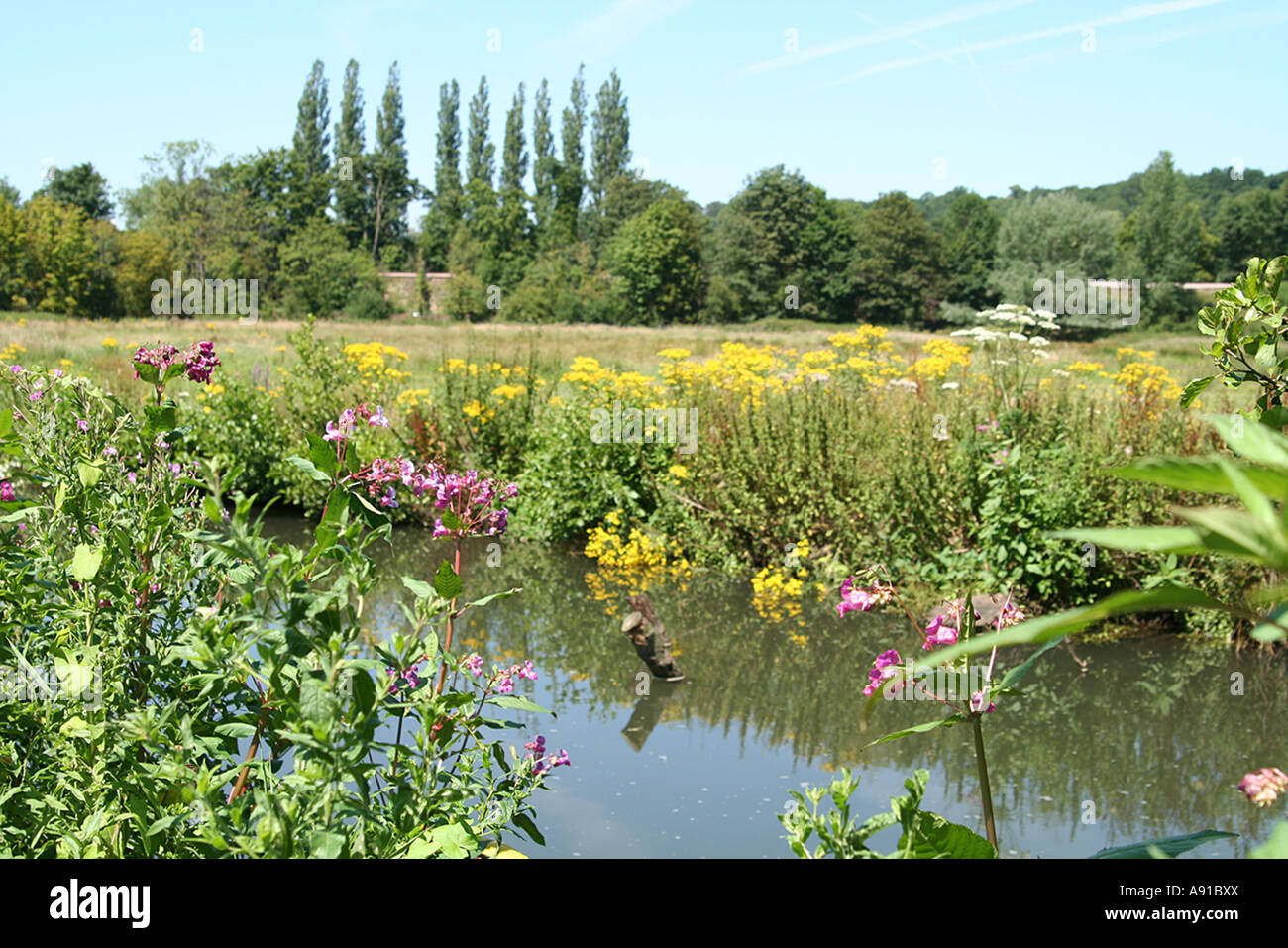 A rural scene alongside a canal in Godalming, Surrey, England, UK ...
