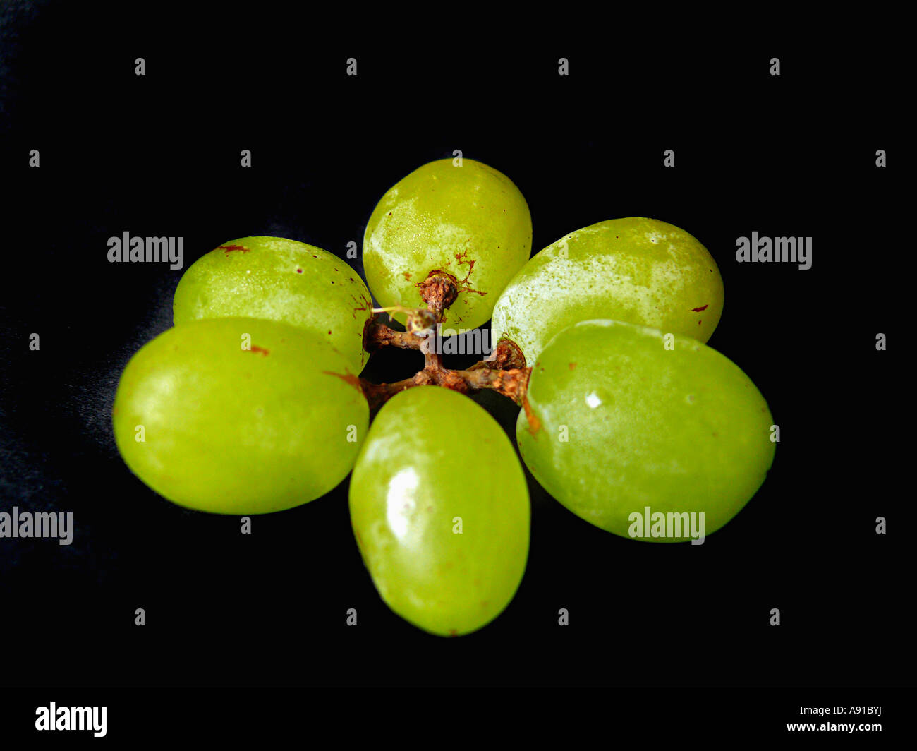 Grapes (Vitis) species: voinierianum - Vitis vinifera. The Classic ...