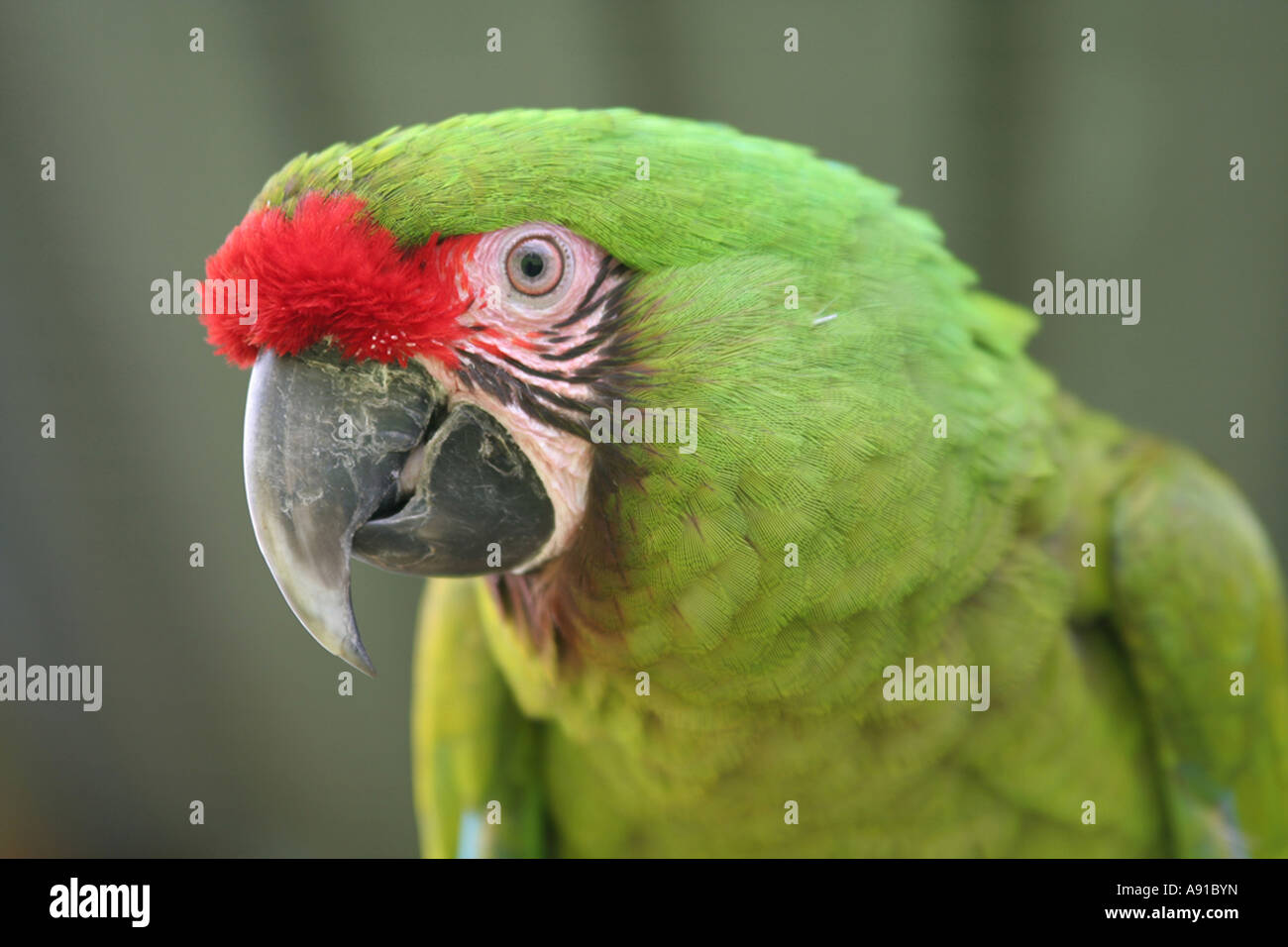 The head of a buffon macaw, also known as a great green macaw, these ...