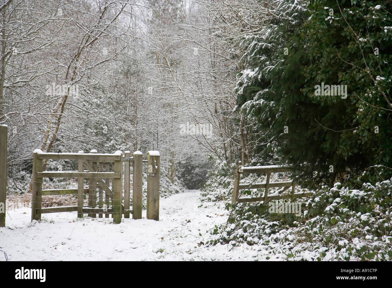 The entrance to a woodland covered in snow Stock Photo - Alamy