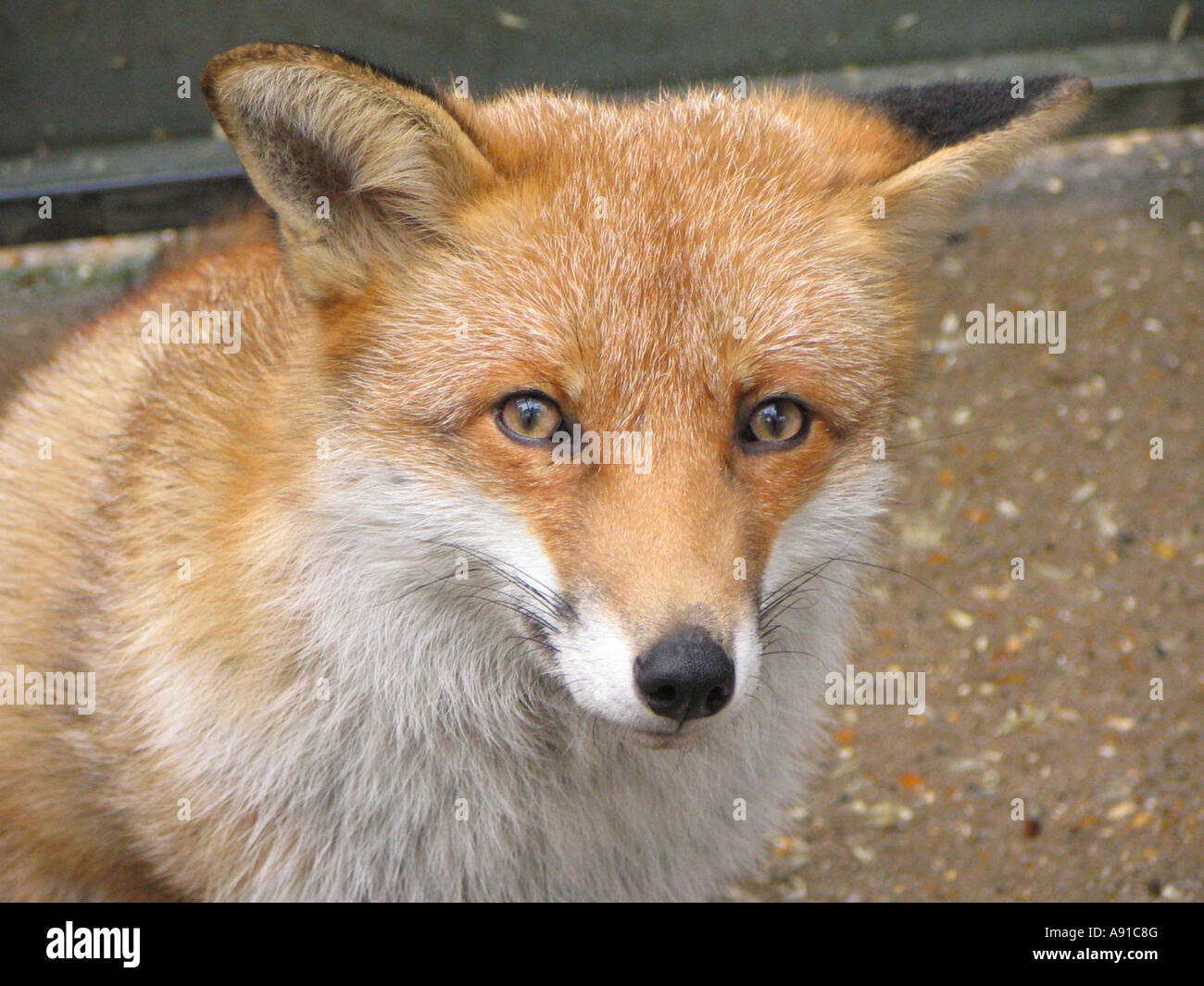 A healthy red fox looking at the camera Stock Photo - Alamy