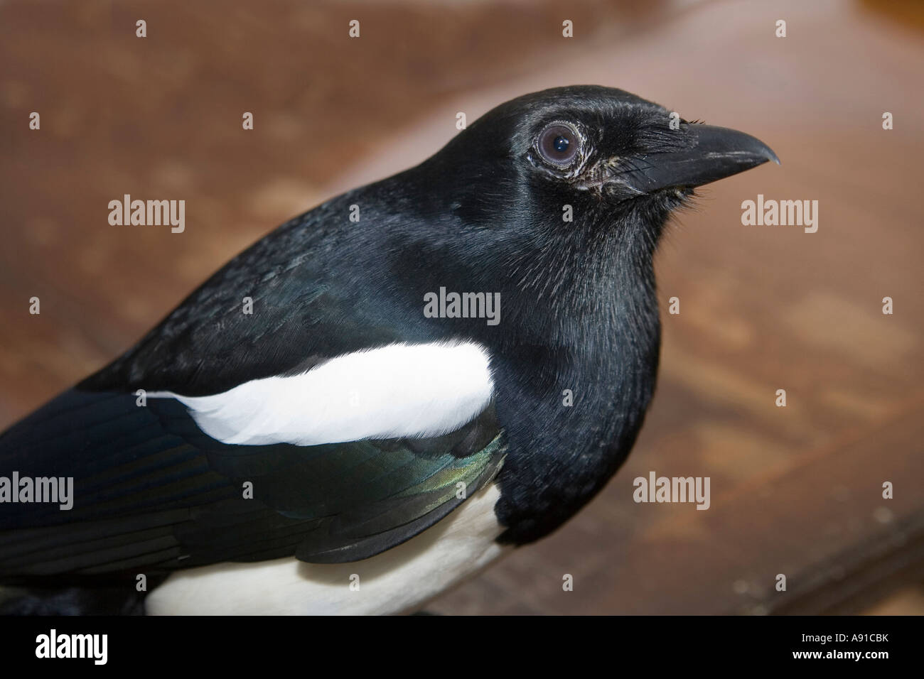 Close up of a magpie Stock Photo - Alamy