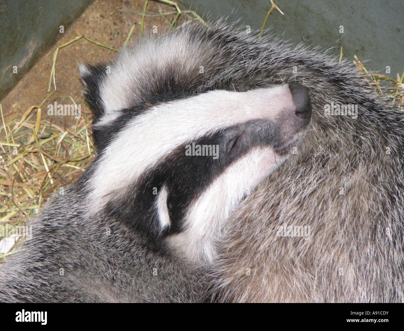 Sleeping badger hi-res stock photography and images - Alamy