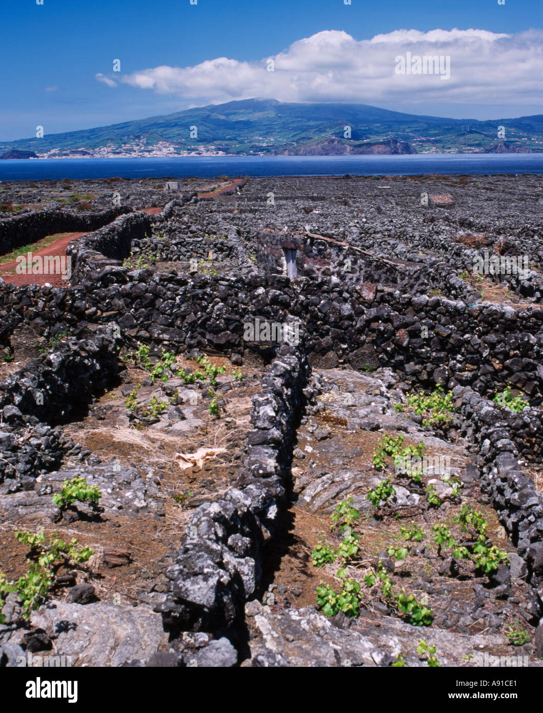 Portugal Azores Pico Vineyard Stock Photo - Alamy