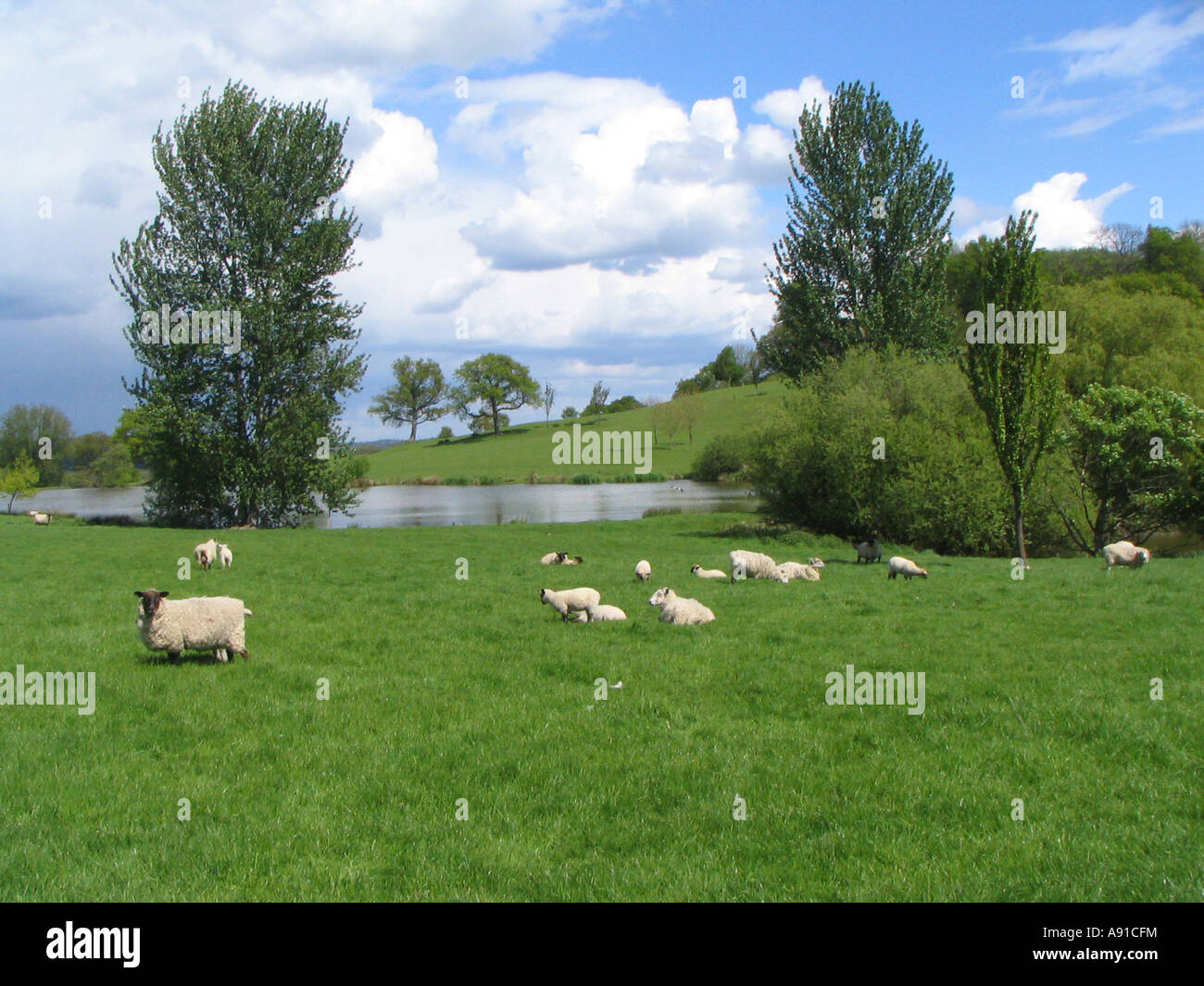 A green farmers field with grazing sheep Stock Photo - Alamy