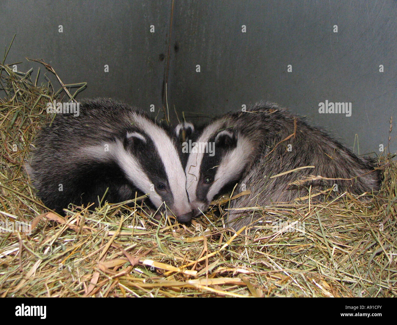 Our badgers hi-res stock photography and images - Alamy