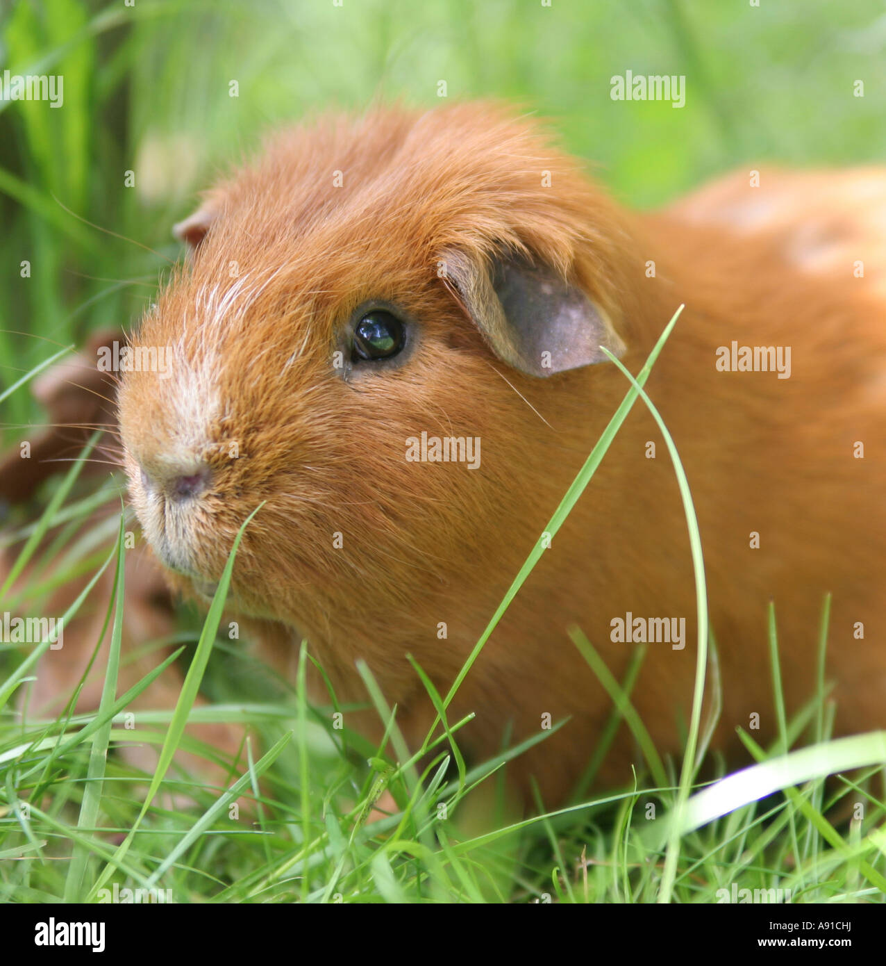 Ginger guinea pig hi-res stock photography and images - Alamy