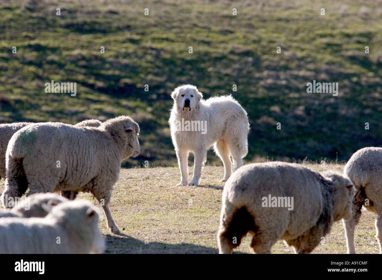 Sheep sheep dog hi-res stock photography and images - Alamy