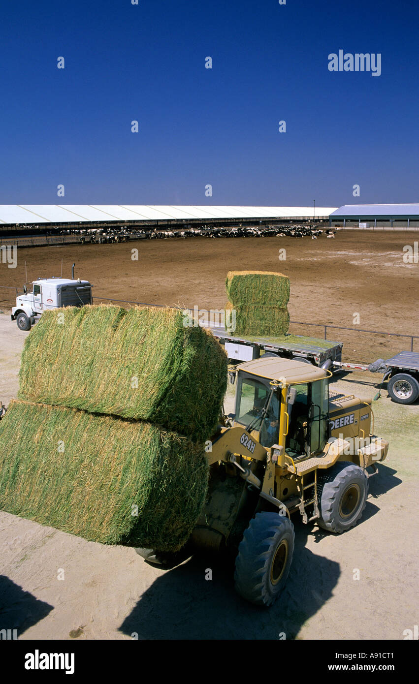 Unloading cattle hi-res stock photography and images - Alamy