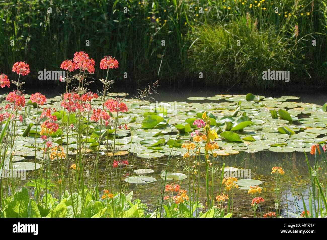 A garden pond Stock Photo - Alamy