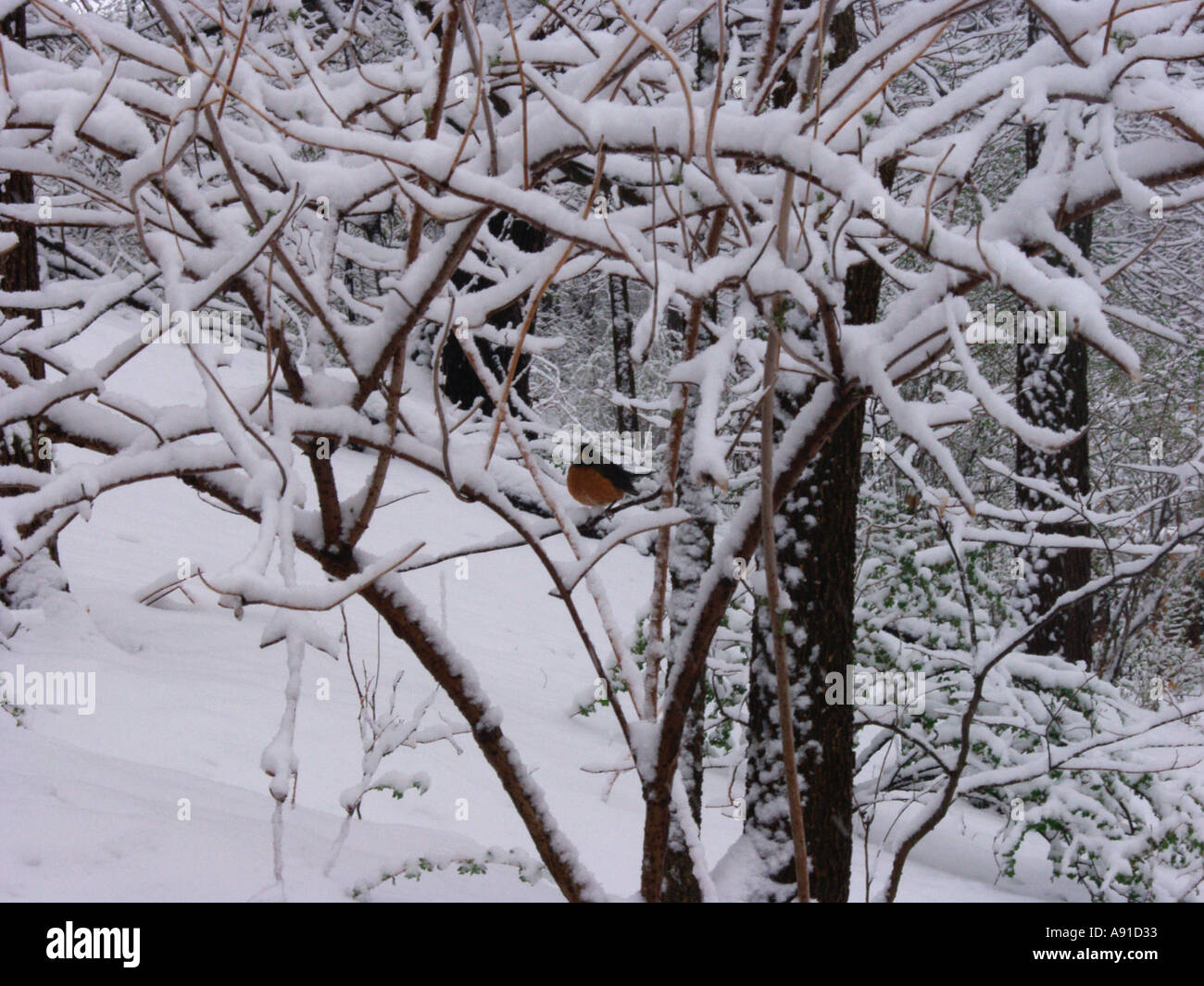Snow on Trees Stock Photo - Alamy
