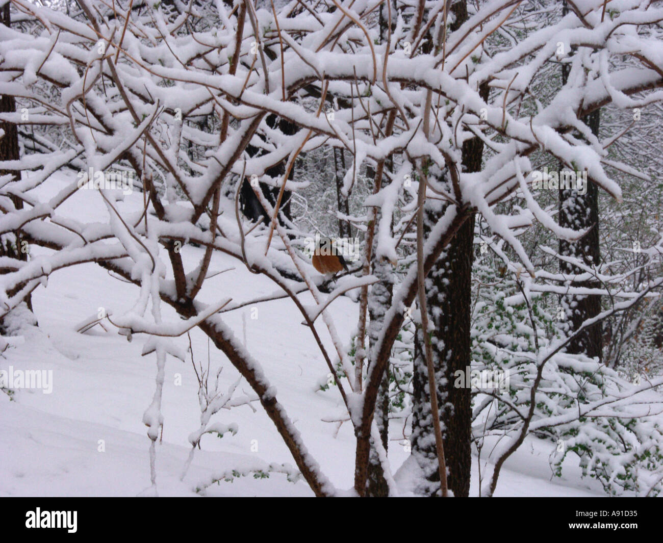 Snow on Trees Stock Photo - Alamy