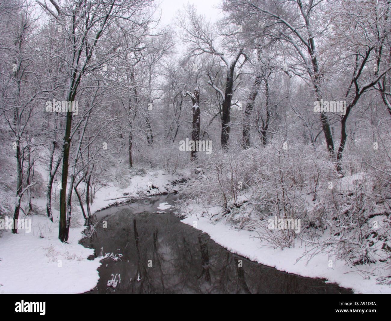 Snow on Trees Stock Photo - Alamy