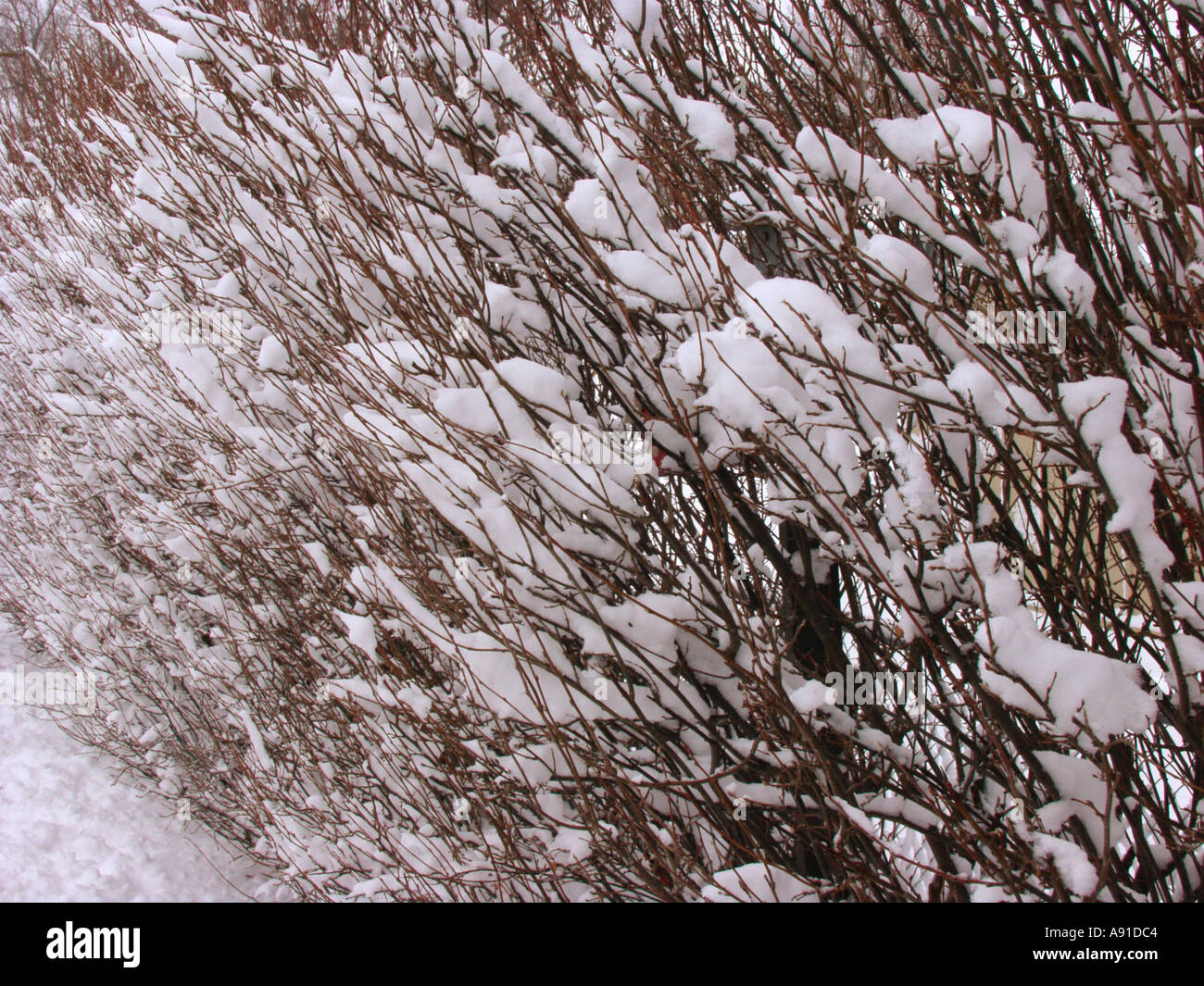 Snow on Hedge Stock Photo - Alamy