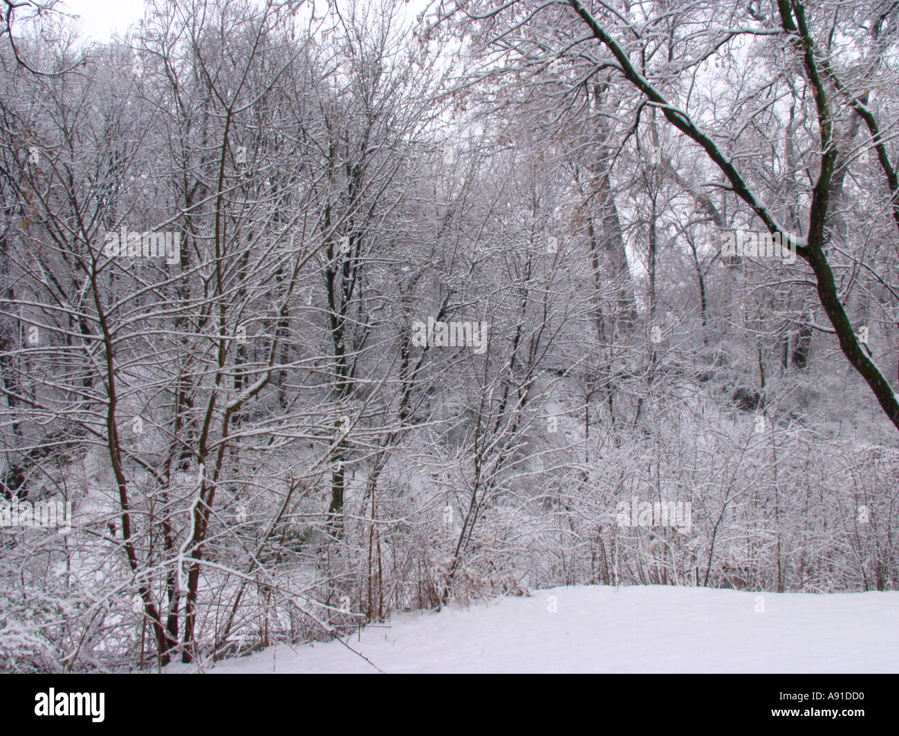 Snow on Trees Stock Photo - Alamy