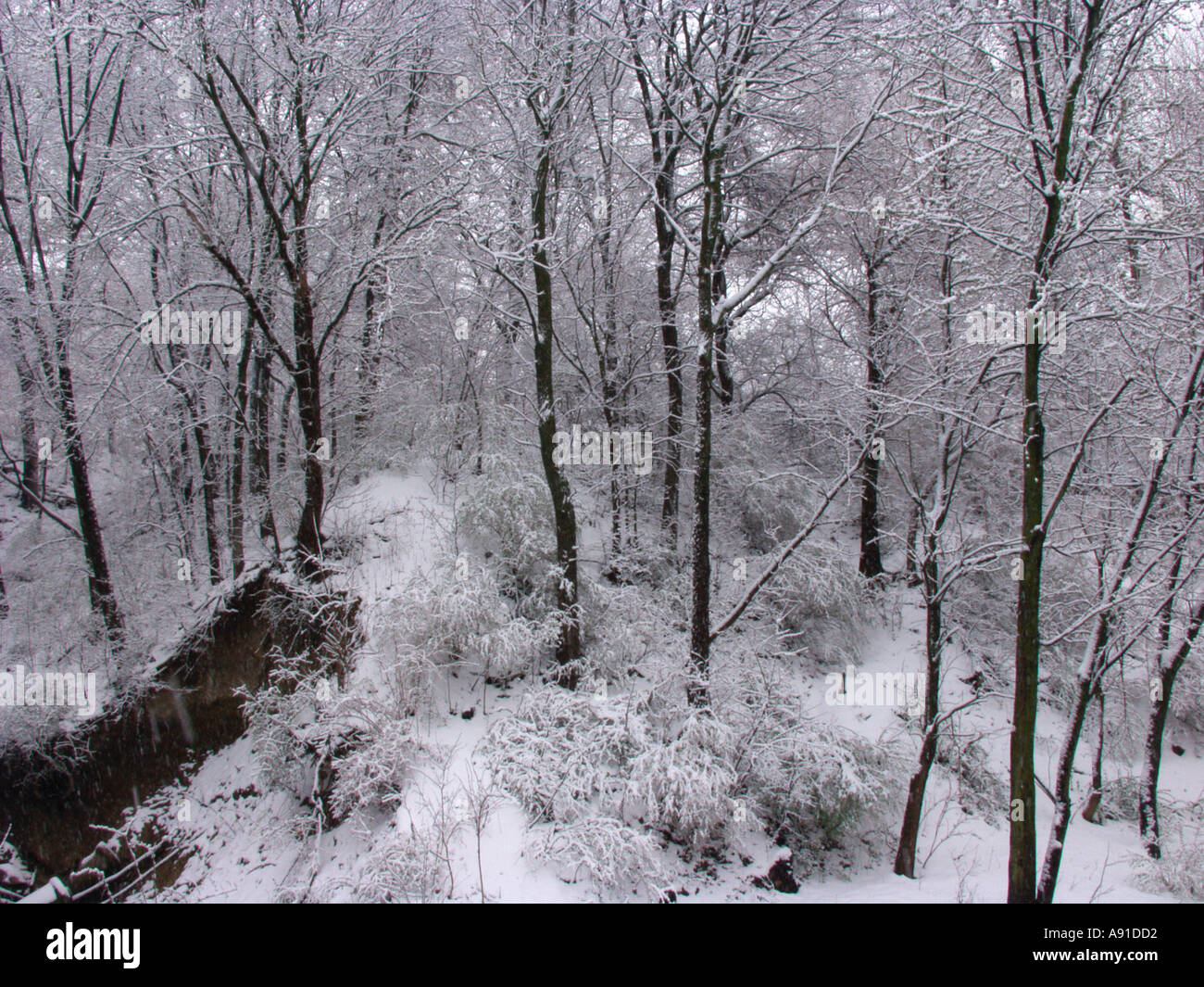 Snow on Trees Stock Photo - Alamy