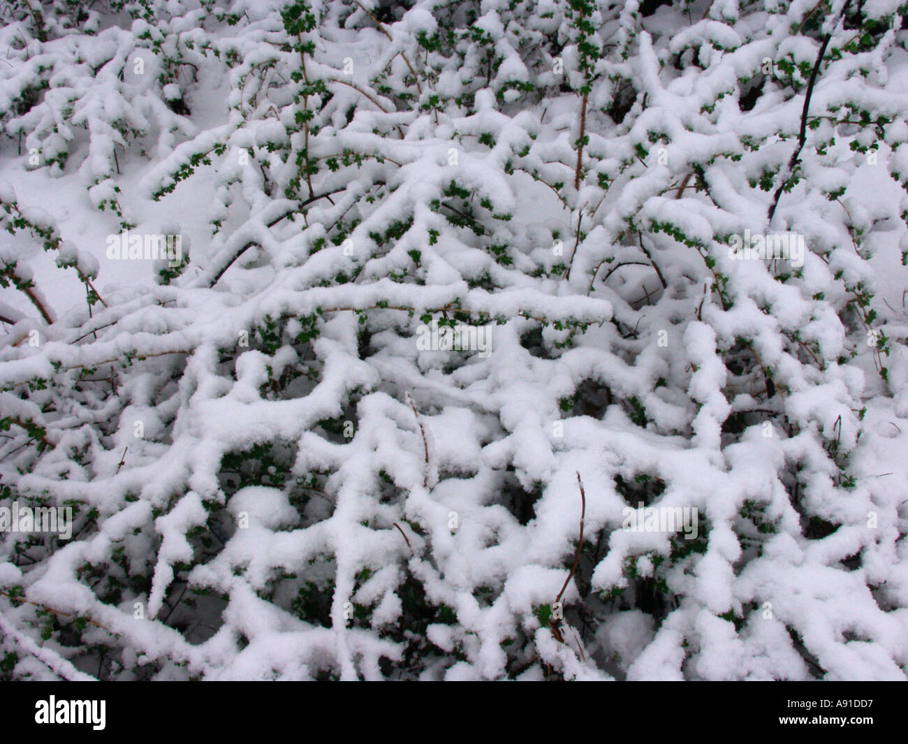 Snow on Trees Stock Photo - Alamy