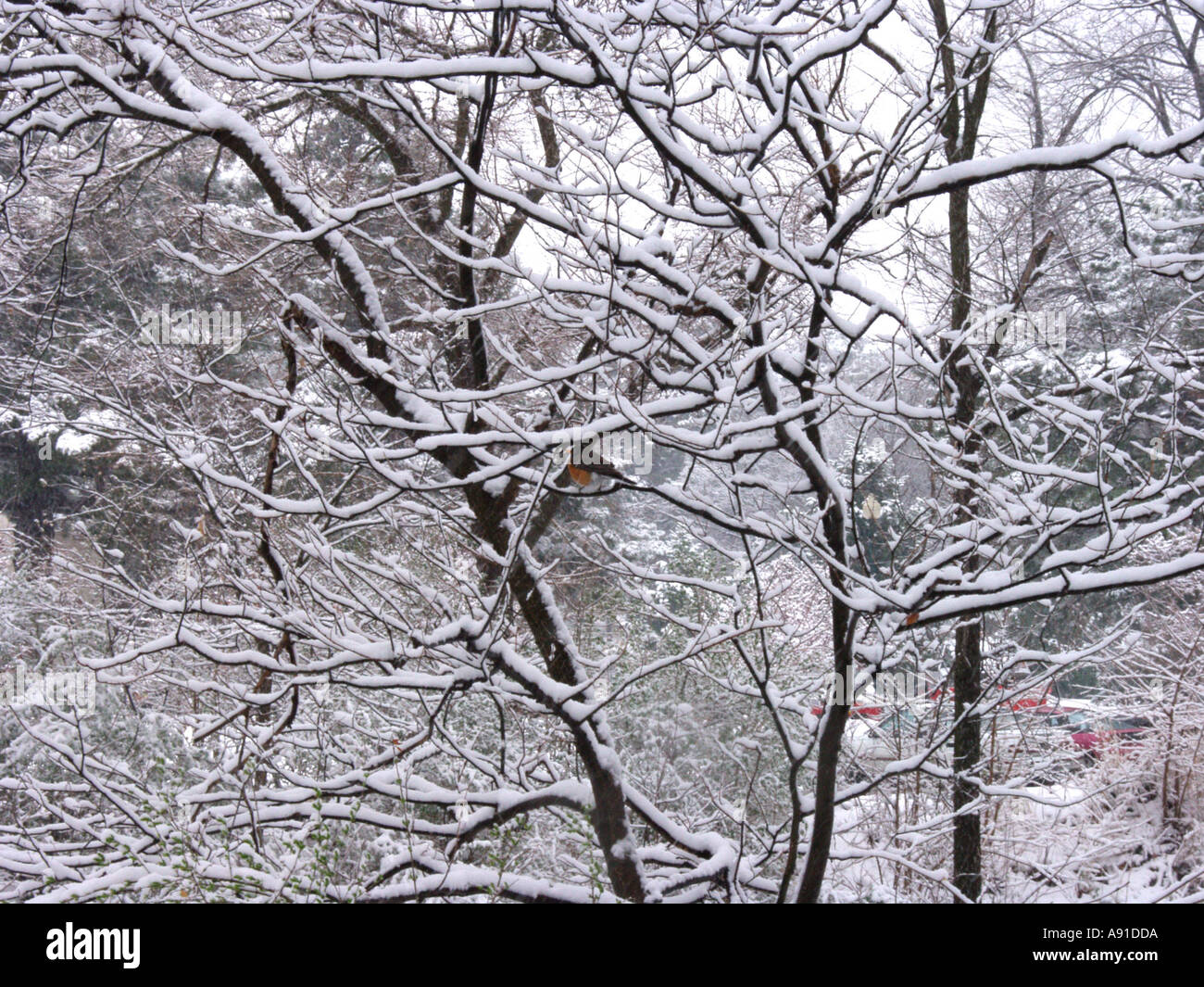 Snow on Trees Stock Photo - Alamy