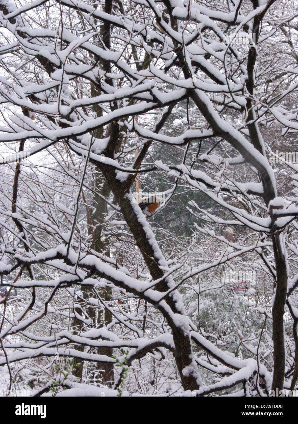 Snow on Trees Stock Photo - Alamy