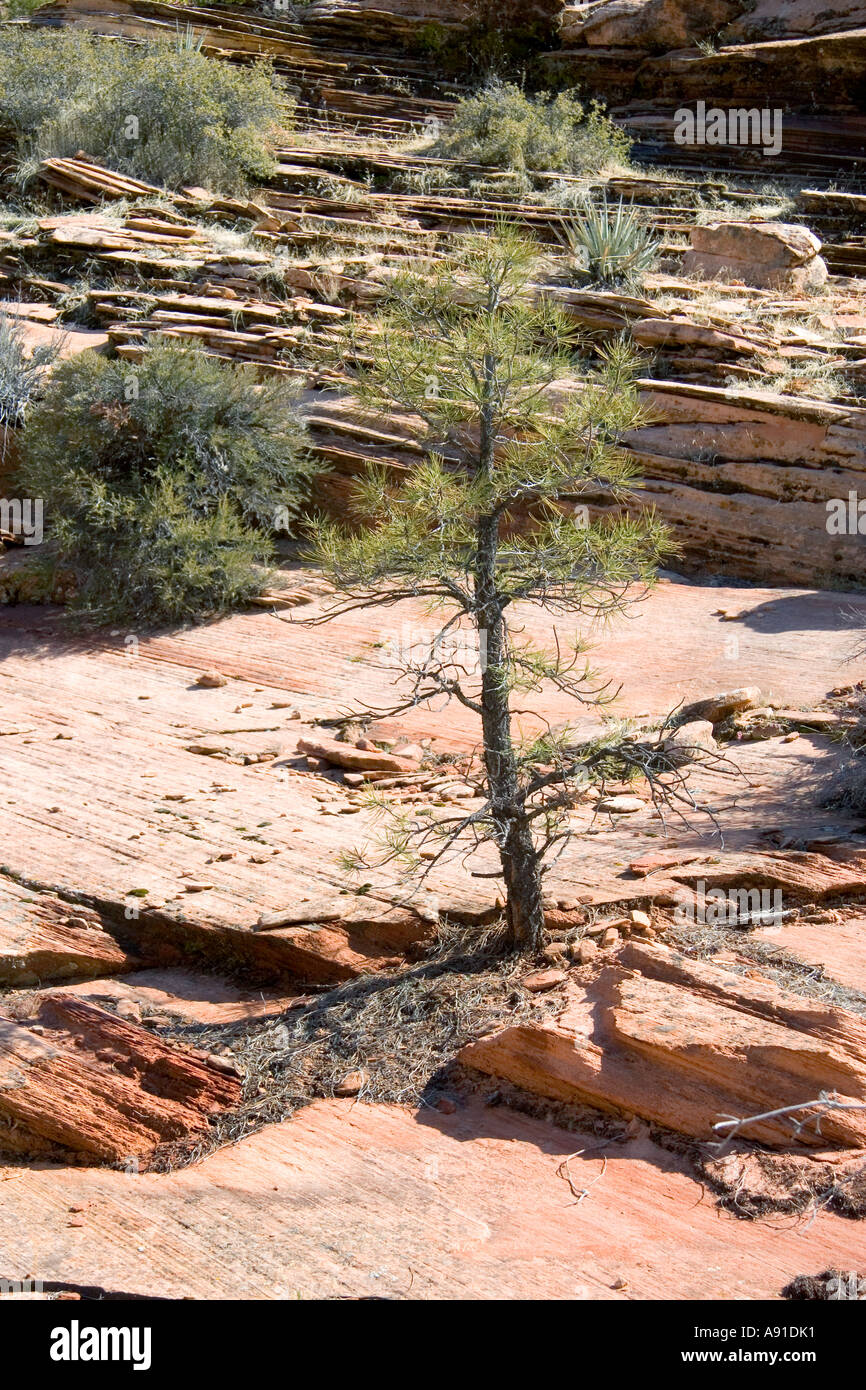 Trees and vegetation growing out of rocks in Zion National Park, Utah ...